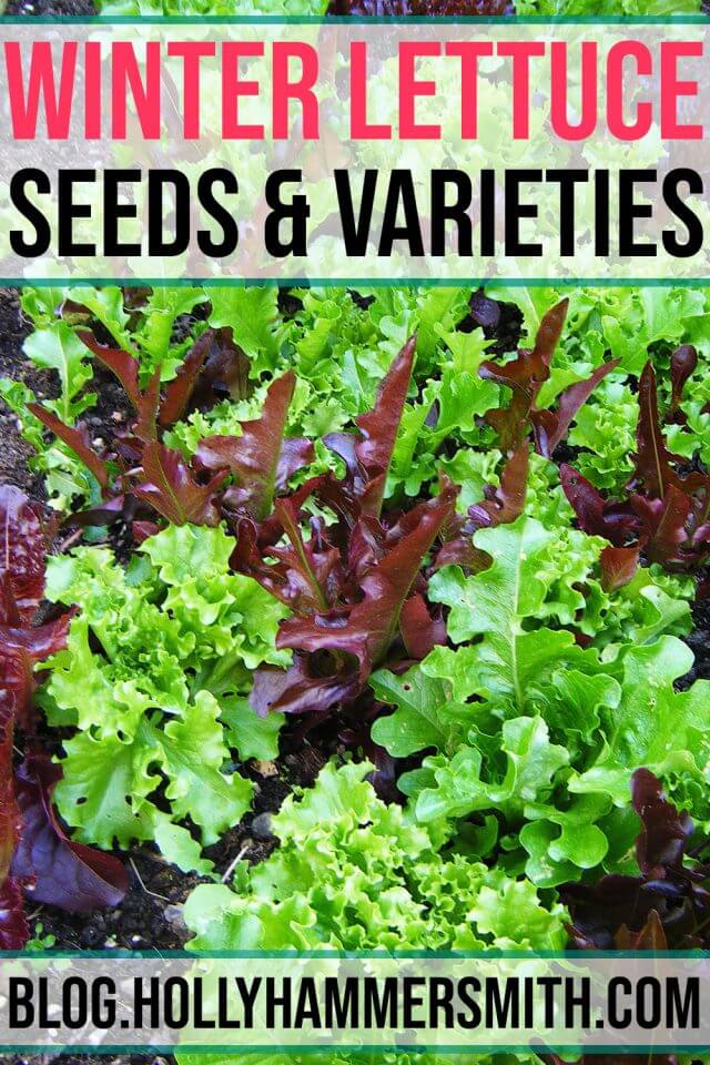 Winter Lettuce Seeds and Varieties - Welcoming Simplicity